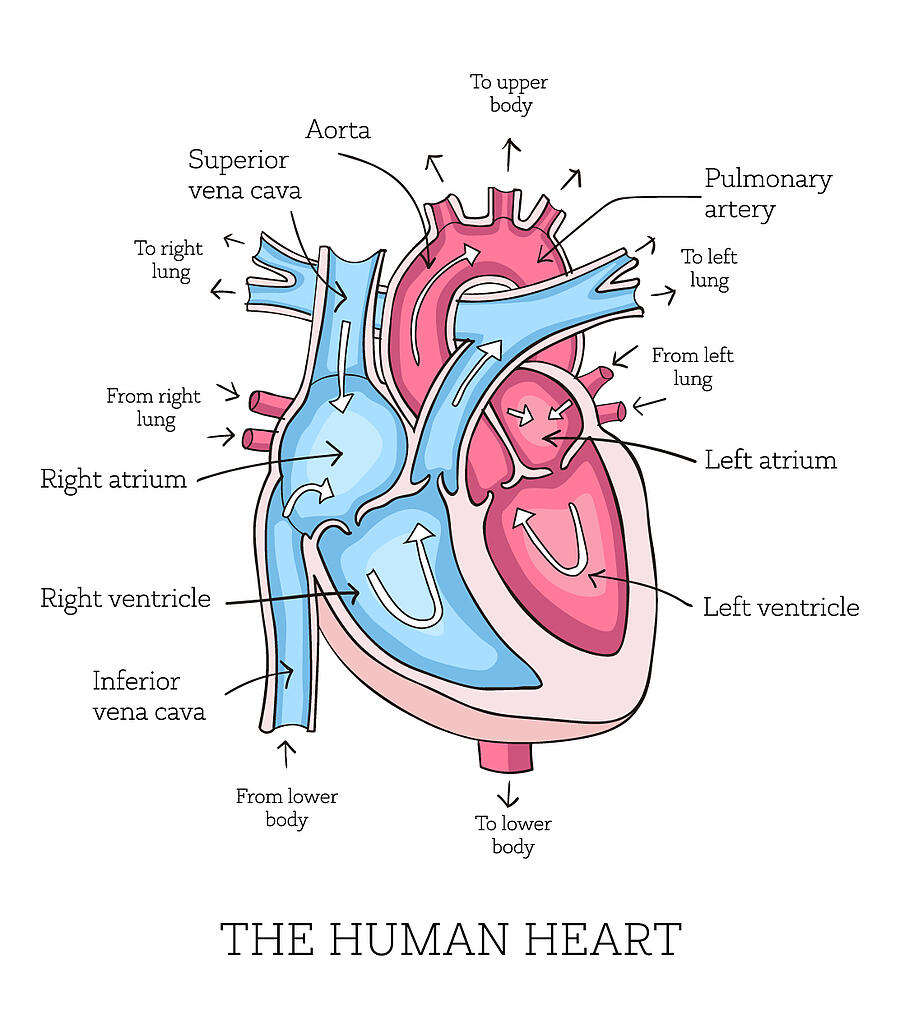 Understanding Your Heart and How it Functions